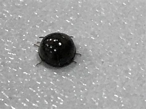 Little Black Bugs Identify🧧 Descubra Os Benefícios E A Diversão Do
