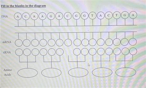 Solved Fill In The Blanks In The Diagram Dna Mrna Trna Amino