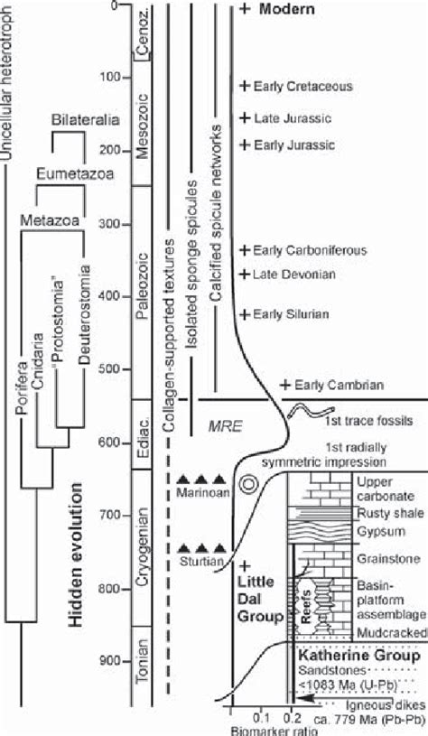 Metazoan Evolution Predictions From Molecular Clock Data And Fossil