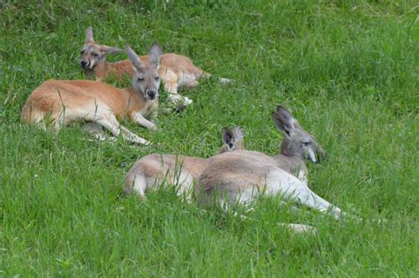 Kangaroo Laying In The Grass Stock Image Image Of Brown Calm 118803335