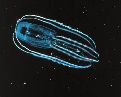 Lobed Comb Jelly Marine Bioluminescent Ctenophore Britannica