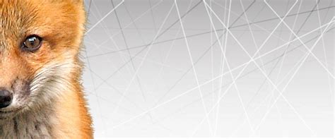 Home Double Fox Websites