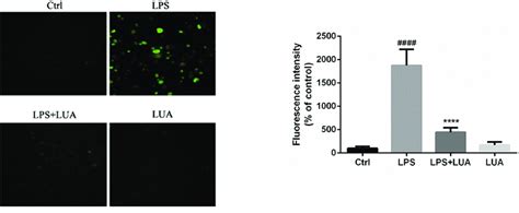 Intracellular Ros Levels In Raw2647 Cells After Incubating With Lps