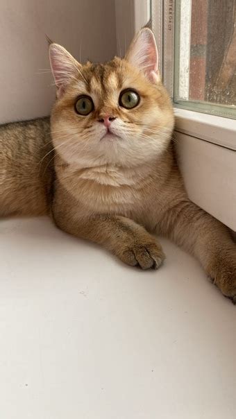 Потерялась кошка в районе ул Шейнкмана Семейная любимица Окрас рыжий с темными подпалинами