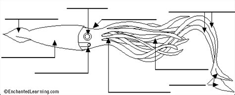 Label Squid Diagram Fourth Grade Science Teaching Science Science