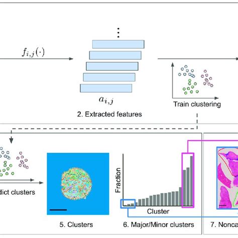 Overview Of Homology Analysis For Mouse And Human Histopathologic