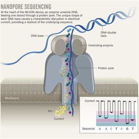 Principle Of Illumina Sequencing Sequencing By Synthesis A Flow Download Scientific