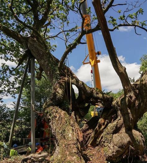 Tree Propping On An Iconic Ancient Oak In Devon Devon Tree Consultant
