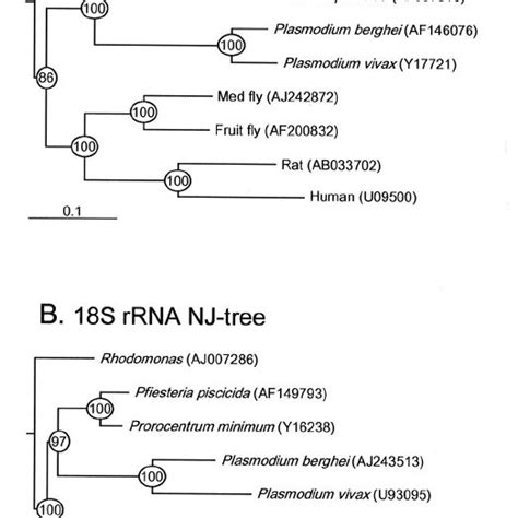 Rooted Neighbor Joining Nj Trees Based On Nucleotide Sequences A