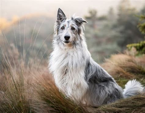 Picardy Shepherd Stock Illustration Illustration Of Wildlife 367514943