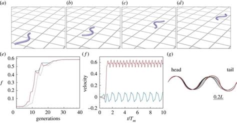 optimal lateral undulation gait a d instances at different times of