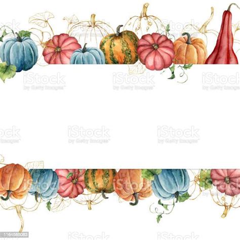 황금 호박 조성물 수채화 배너 흰색 배경에 고립 된 조와 잎손으로 국경을 그린 가을 축제 디자인 인쇄 또는 배경에 대한 식물 그림 10월에 대한 스톡 벡터 아트 및 기타