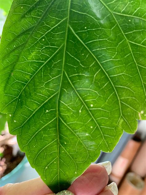 Oc What Is Eating My Hibiscus White Spots On Leaves Rhibiscus