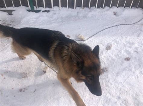 Свердловская Екатеринбург Пропала собака Потерялась собака немецкая овчарка Зверопоиск