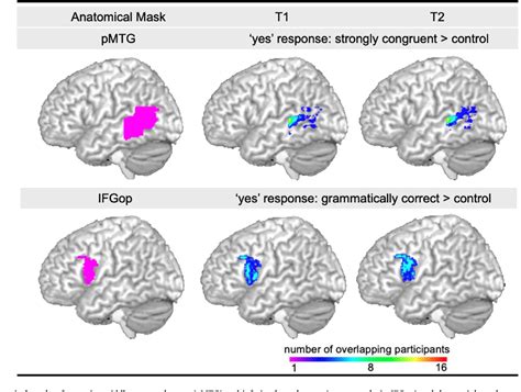 Figure From Neuro Cognitive Development Of Semantic And Syntactic