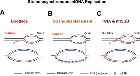 Proposed Models Of Mammalian Mtdna Replication Two Alternative