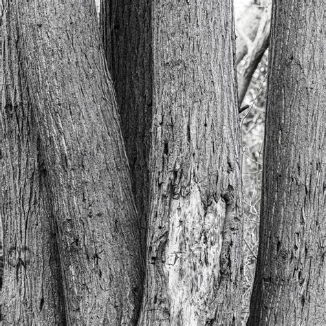 Premium Photo Huddled Tree Trunks In Black And White