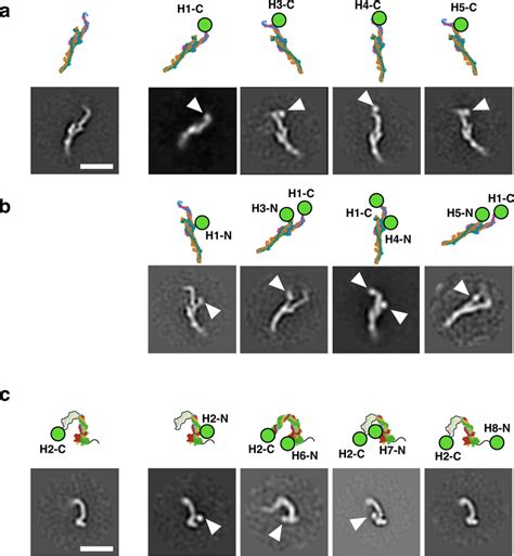 Negative Staining Em Validation Of Augmin Model A Five T Iii