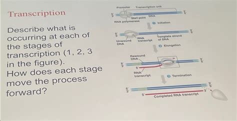 Solved TranscriptionDescribe What Is Occurring At Each Of Chegg Com