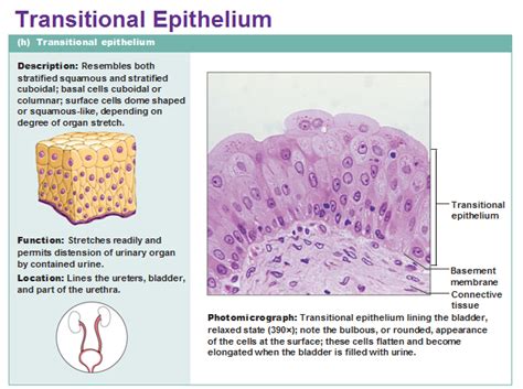 Eight Types Of Epithelial Tissue Tissue Biology Cells And Tissues Human Anatomy And Physiology