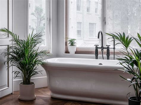 Best Bathroom Houseplants For Your Home Goodhomes Magazine