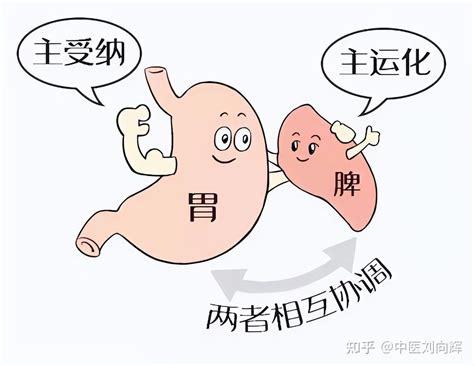 桂附地黄丸附子理中丸哪个补阳更好一次讲清教你正确补阳 知乎