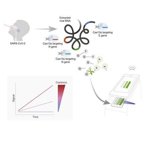 Amplification Free Detection Of Sars Cov 2 With Crispr Cas13a And Mobile Phone Microscopy