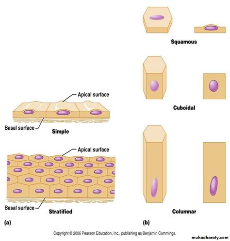 Types Of Epithelial Tissue Pptx Dr Suhaila Muhadharaty