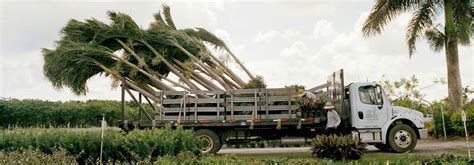 Moving Palm Trees Long Distances Experts Large Tree Shipping