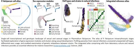 A Single Cell Atlas Of Sexual Development In Plasmodium Falciparum