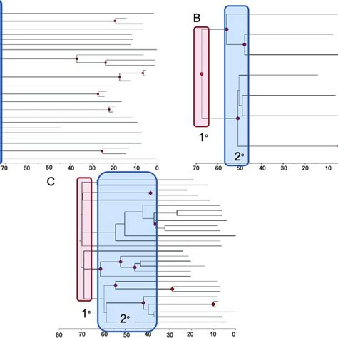 Bayesian Phylogenetic Analyses Of Pnw C Gattii Samples The Estimated Download Scientific