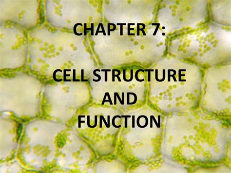CHAPTER 7: CELL STRUCTURE AND FUNCTION - ppt download