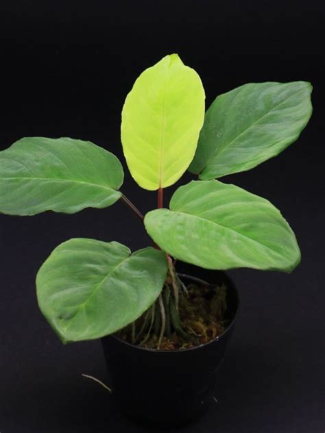 ホマロメナ Homalomena sp Cameron Highlands Pahang Malaysia