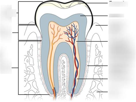 Tooth Anatomy Diagram Quizlet