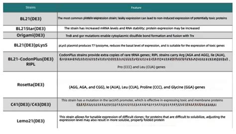 Strategies For Construction Of Recombinant Escherichia Coli Expression Vectors And Optimization
