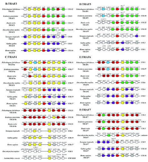 Syntenic Analysis Of Traf Genes Schematic Representation Of Gene
