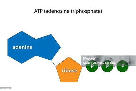 Adenosine Triphosphate Stock Illustration Download Image Now Adenosine Triphosphate