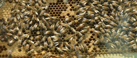 Daughters Of Liberty Spinning Bees