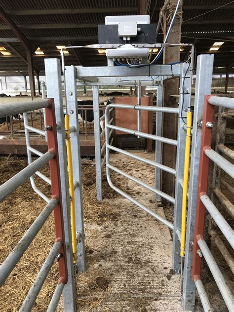 Wooldridge Custom Built Dual Or Single Sort Gate Wooldridge Milking