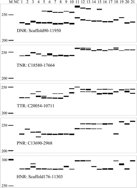 Experimental Validation Of Five Representative Ssr Markers In 21 Download Scientific Diagram
