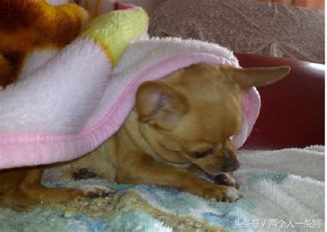 朋友來家裏做客收養的吉娃娃躲了起來，之後發生的事堪比彩票中獎 每日頭條