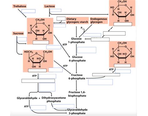 Pathways Into Glycolysis Quiz