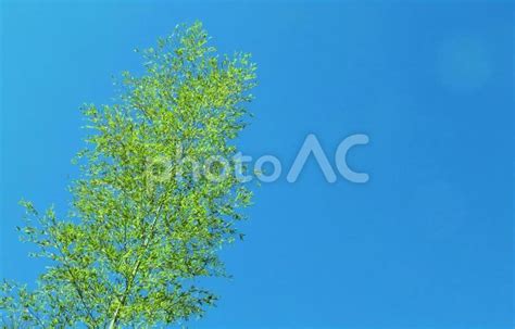青竹と青空 No 29104881写真素材なら写真AC無料フリーダウンロードOK