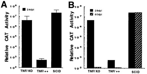 Persistence Of Cat Gene Expression In Tnf Mice Transduced By Ad5 Cat