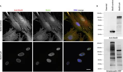 Proximity Dependent Biotinylation By Bioid Laa Control Download