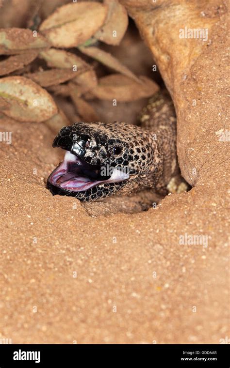 Beaded Lizard Heloderma Horridum A Venomous Specy Adult With Open