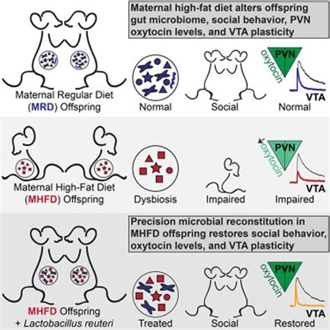 Single Species Of Gut Bacteria Can Reverse Autism Related Social