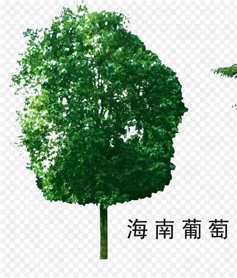 Png Png