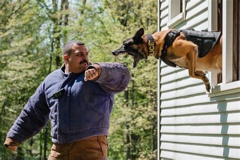 What Are Police Dogs Trained For