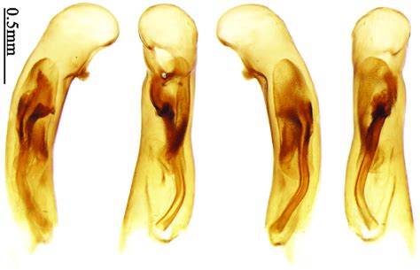 Median Lobe Of Male Genitalia Right Lateral Ventral Left Lateral